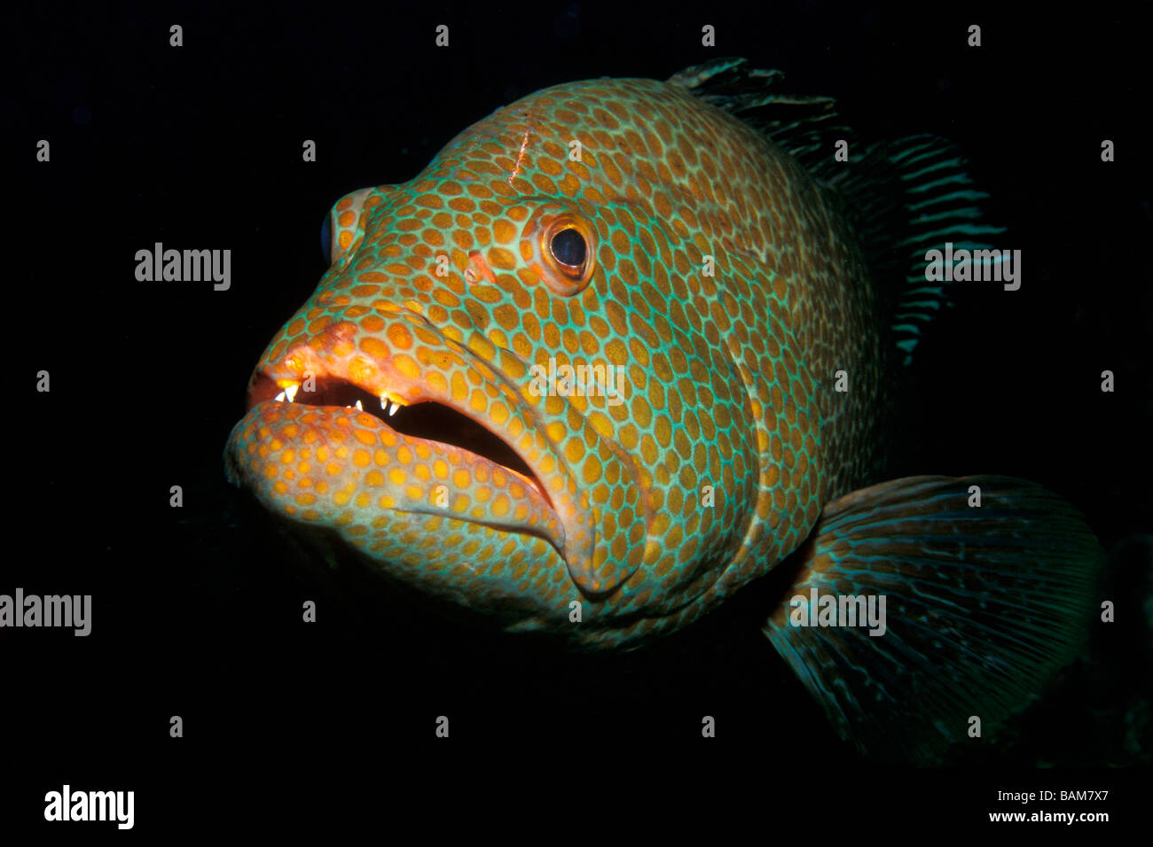 Red hind epinephelus guttatus caribbean hi-res stock photography and ...