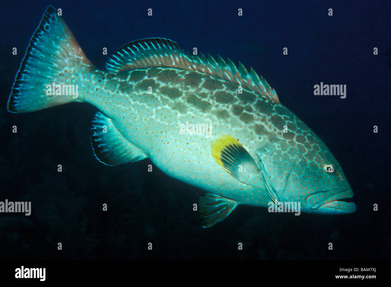 Yellowfin Grouper