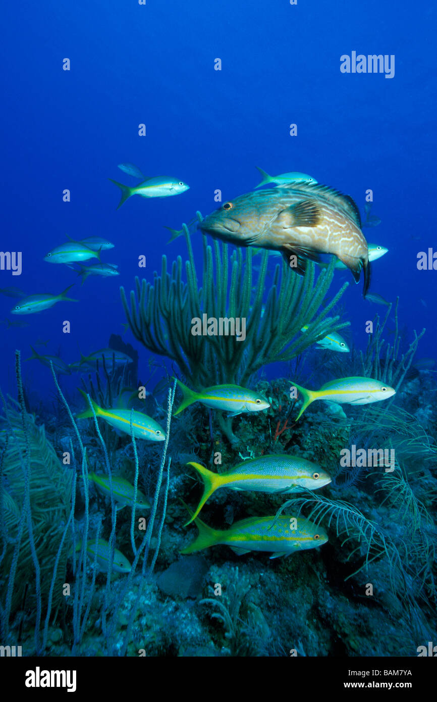 Grouper and Snappers in Coral Reef Mycteroperca bonaci Ocyurus ...