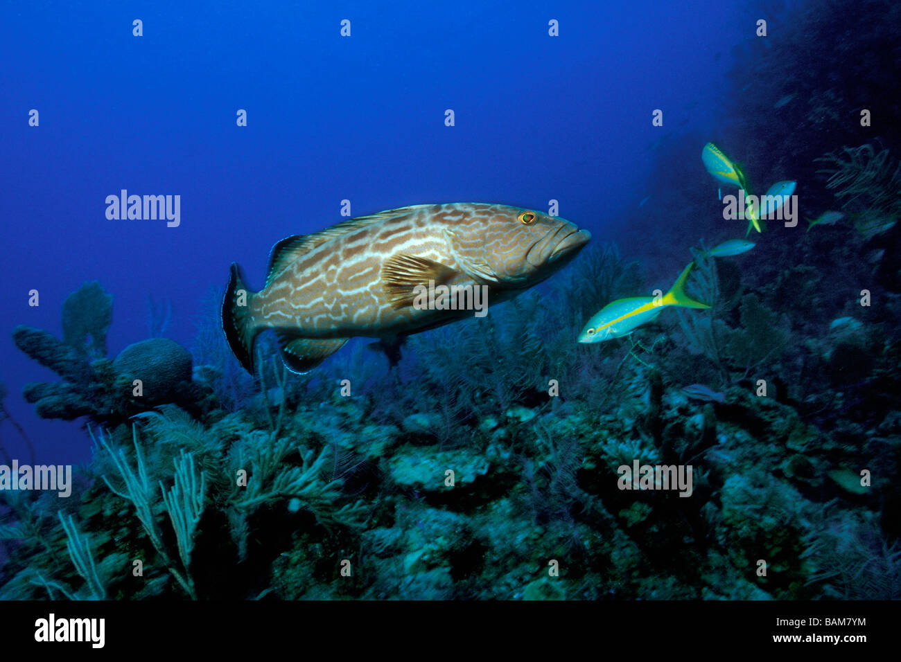 Grouper and Snappers in Coral Reef Mycteroperca bonaci Ocyurus ...