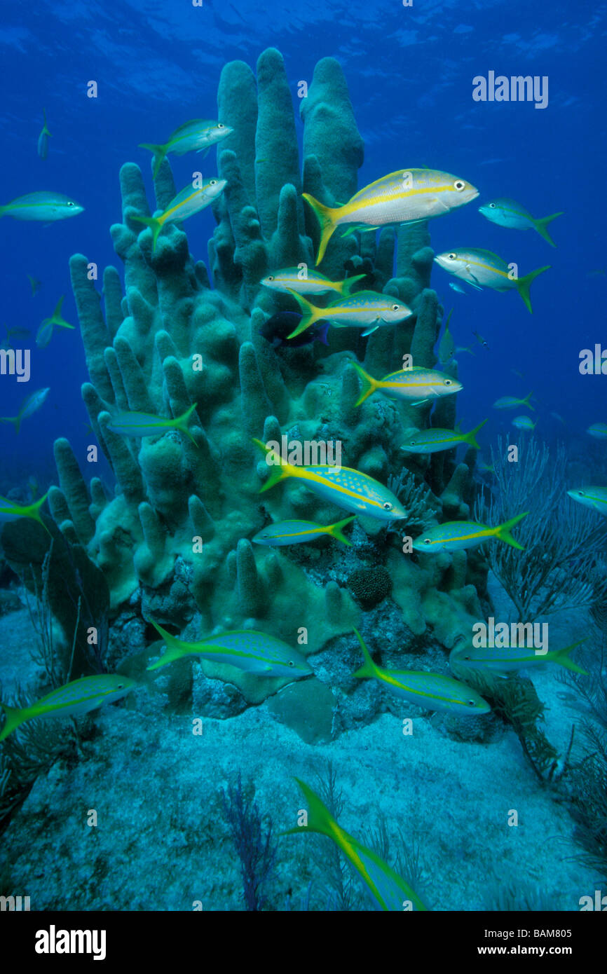 Yellowtail snapper hi-res stock photography and images - Alamy