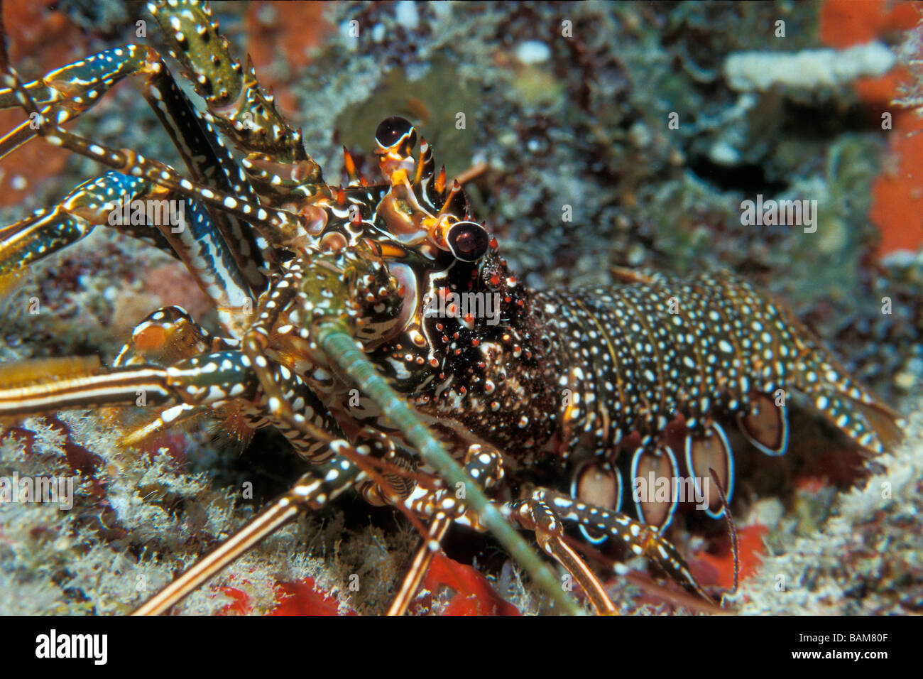 Spotted Spiny Lobster Panulirus guttatus Caribbean Cuba Stock Photo - Alamy