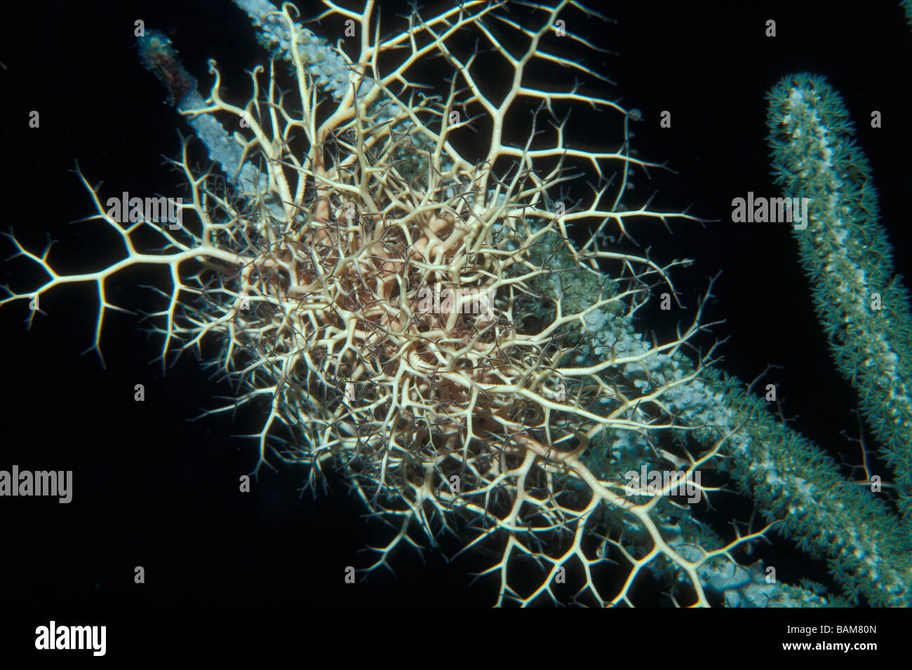 Basket Star at Night Astrophyton muricatum Caribbean Cuba Stock Photo ...