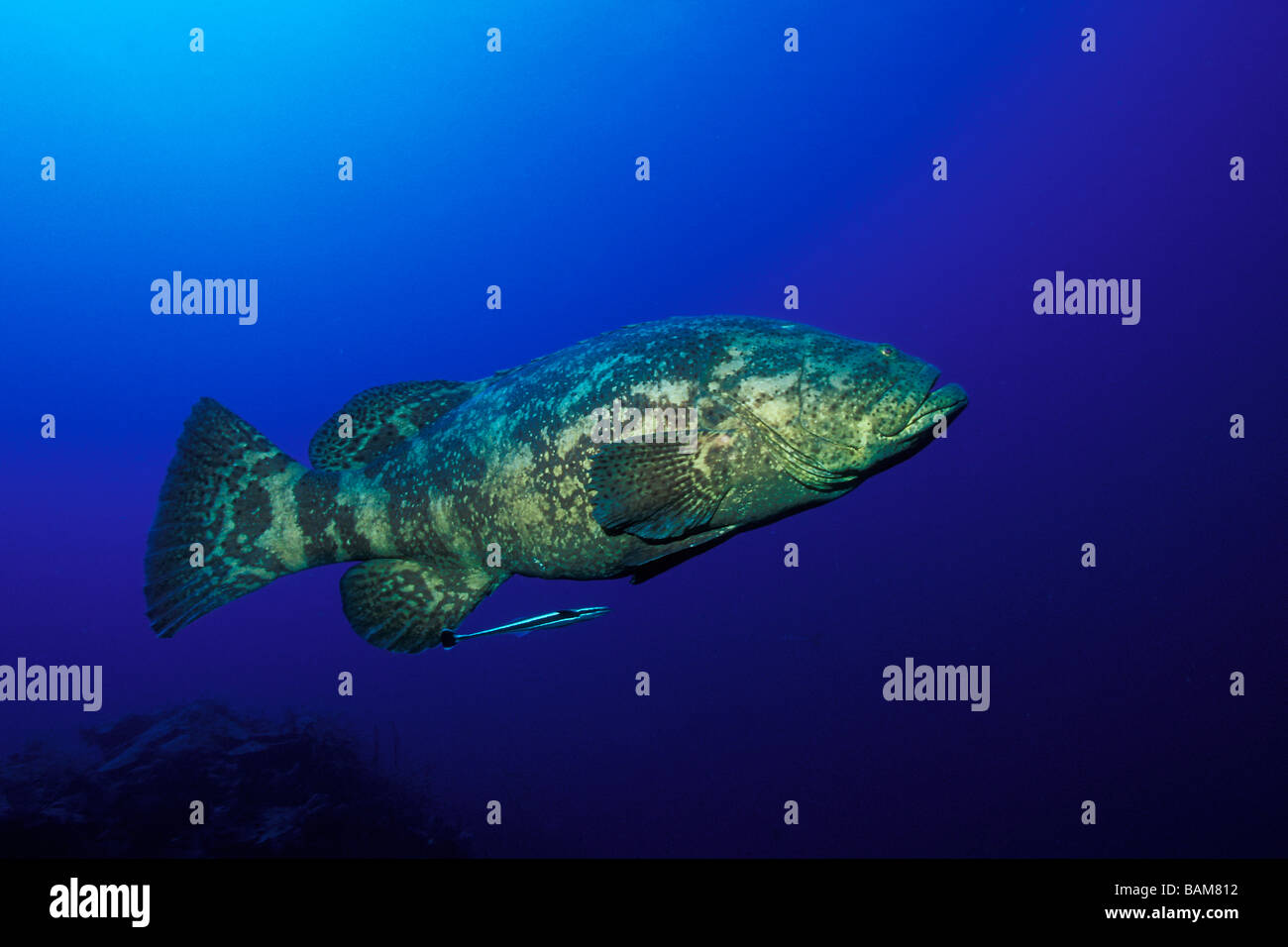 Caribbean Jewfish Compare Discount | www.pinnaxis.com