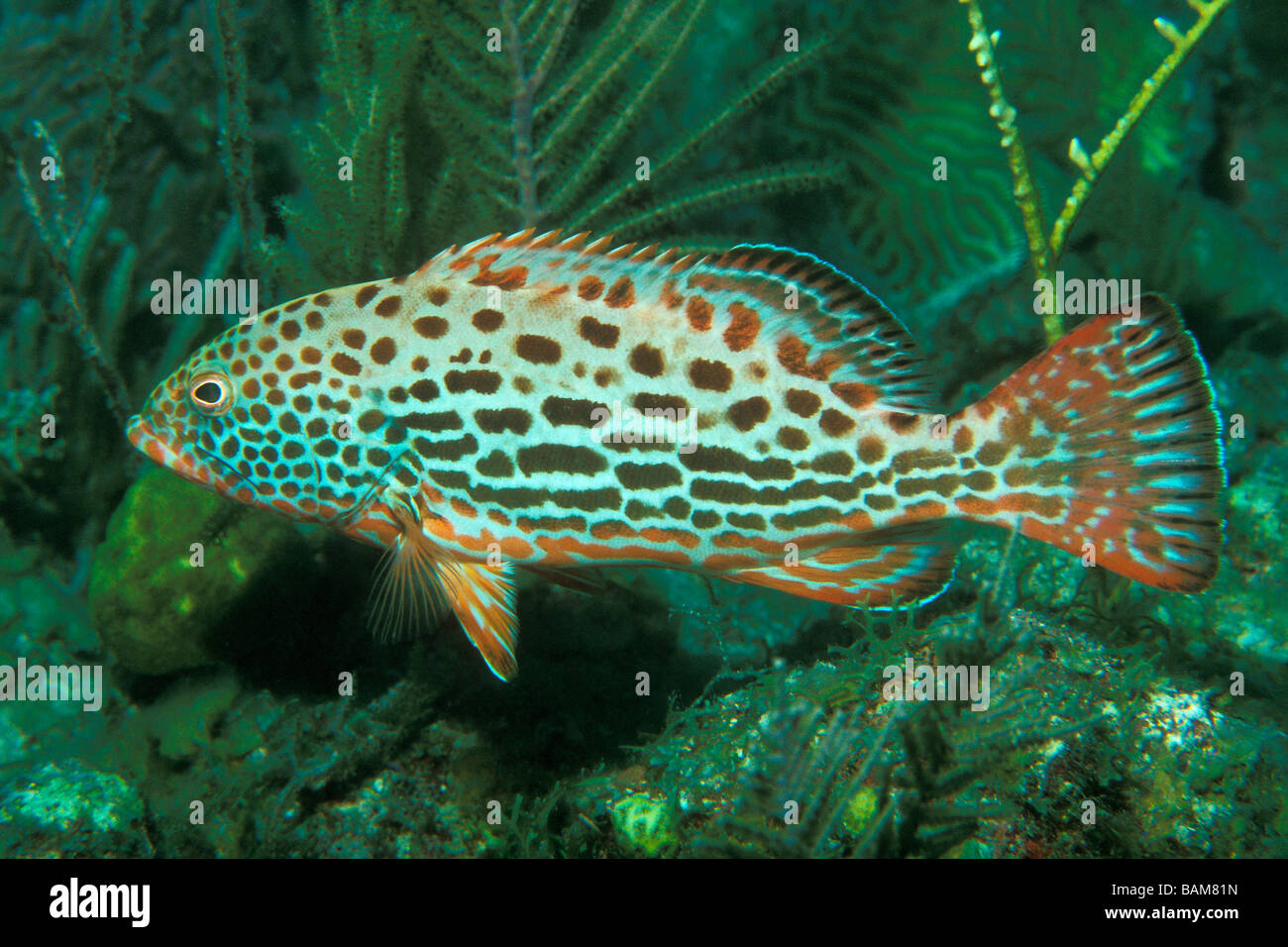 Grouper and Snappers in Coral Reef Caribbean Cuba Stock Photo - Alamy