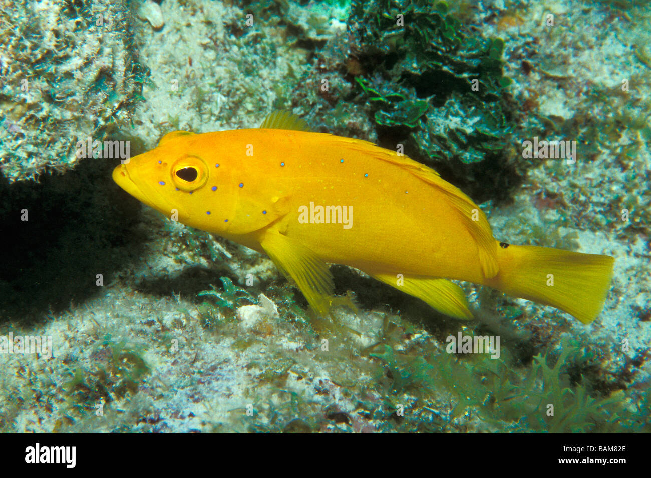 Coney fish caribbean hi-res stock photography and images - Alamy