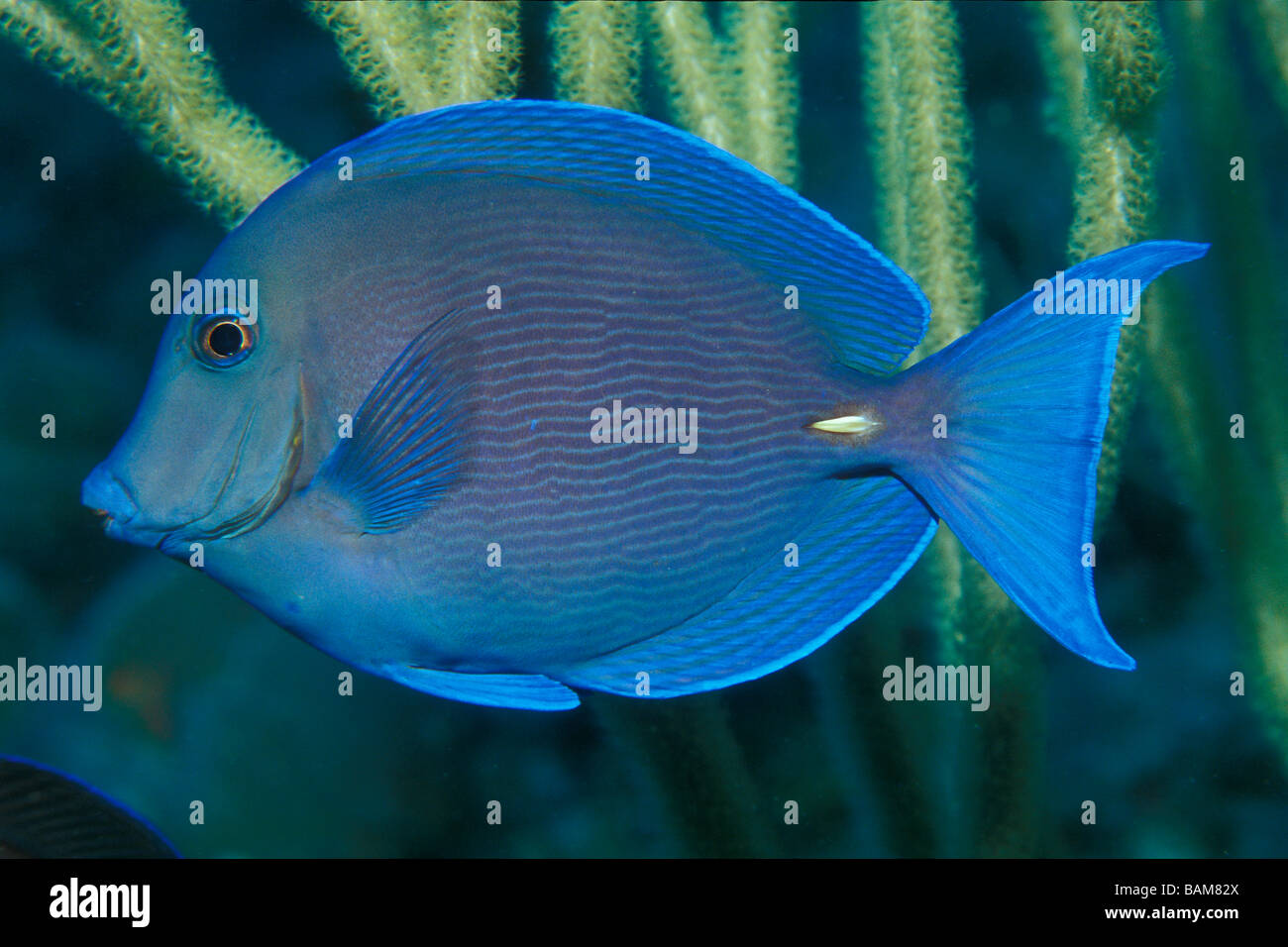 Blue tang fish hi-res stock photography and images - Alamy