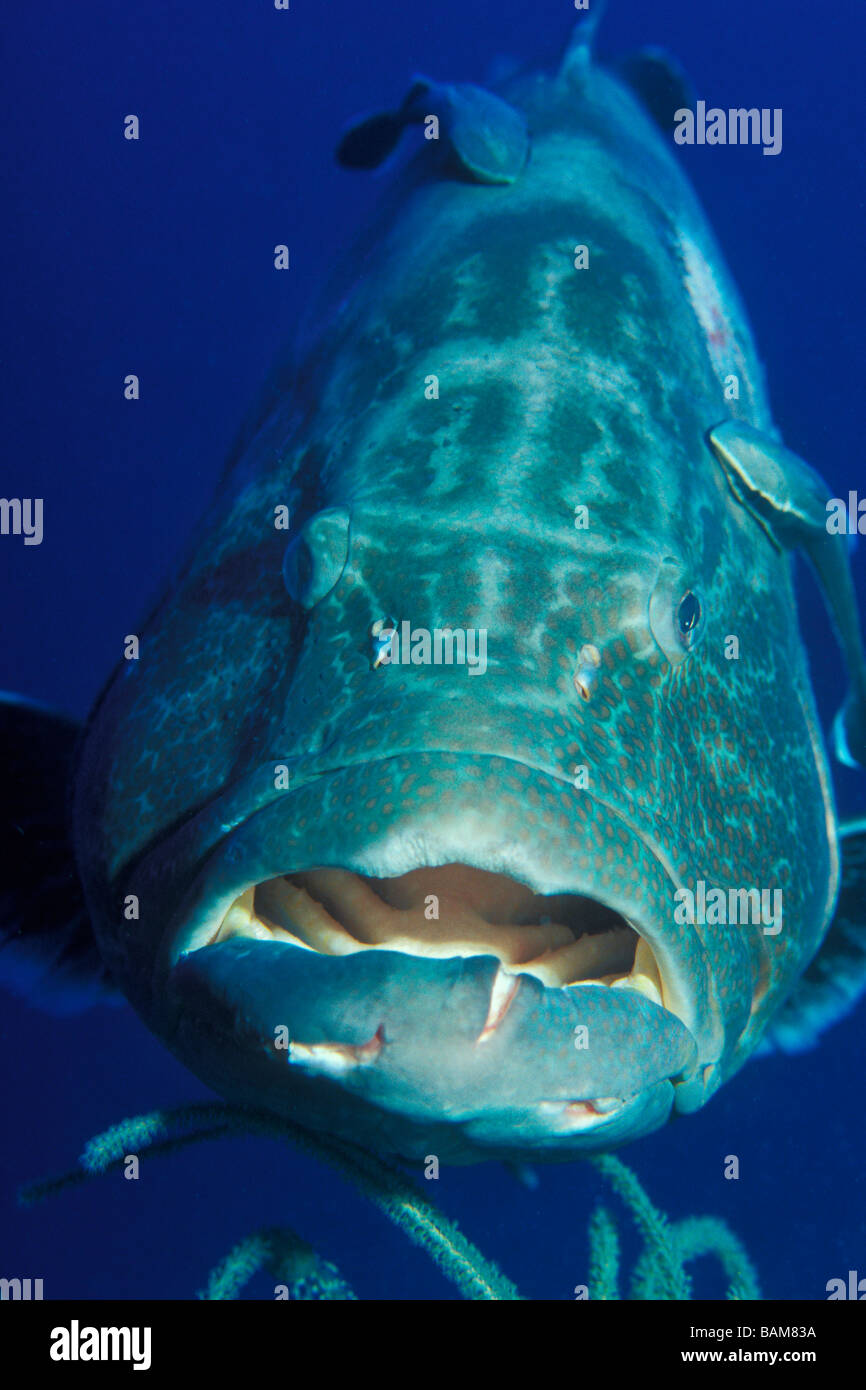 Jewfish hi-res stock photography and images - Alamy