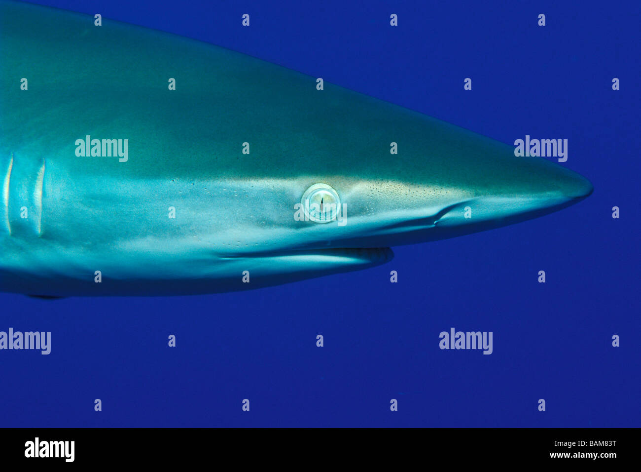 Carcharhinus falciformis hi-res stock photography and images - Alamy