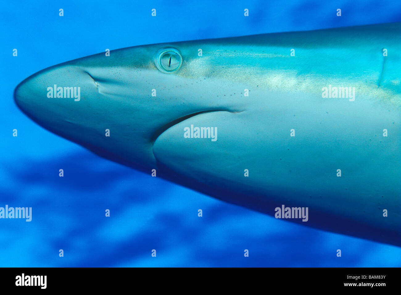 Cuba coral shark hi-res stock photography and images - Alamy