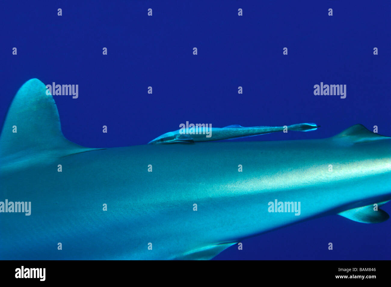 Carcharhinus falciformis hi-res stock photography and images - Alamy
