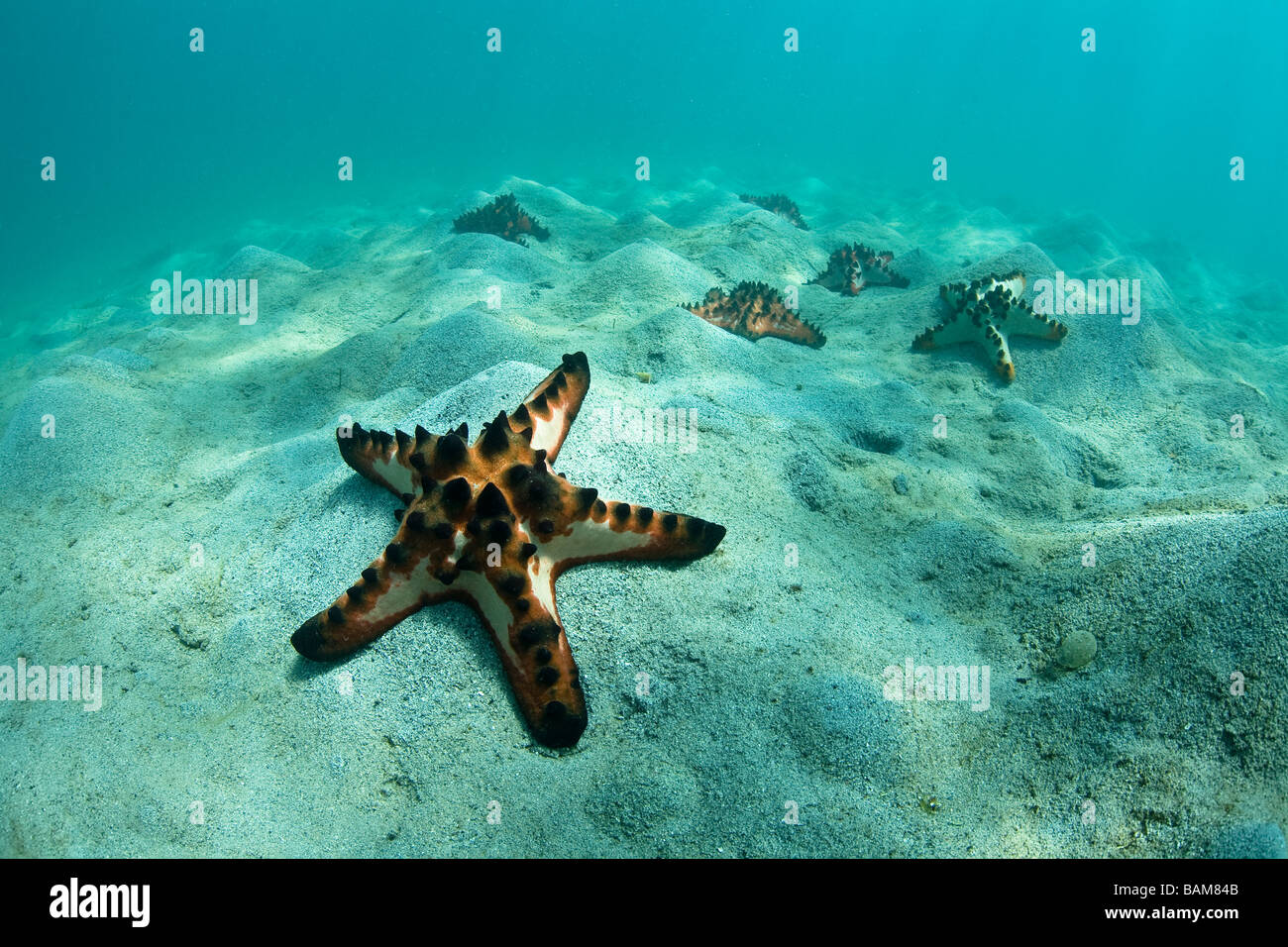 Horned Seastars on white Sand Protoreaster nodosus Raja Ampat West ...
