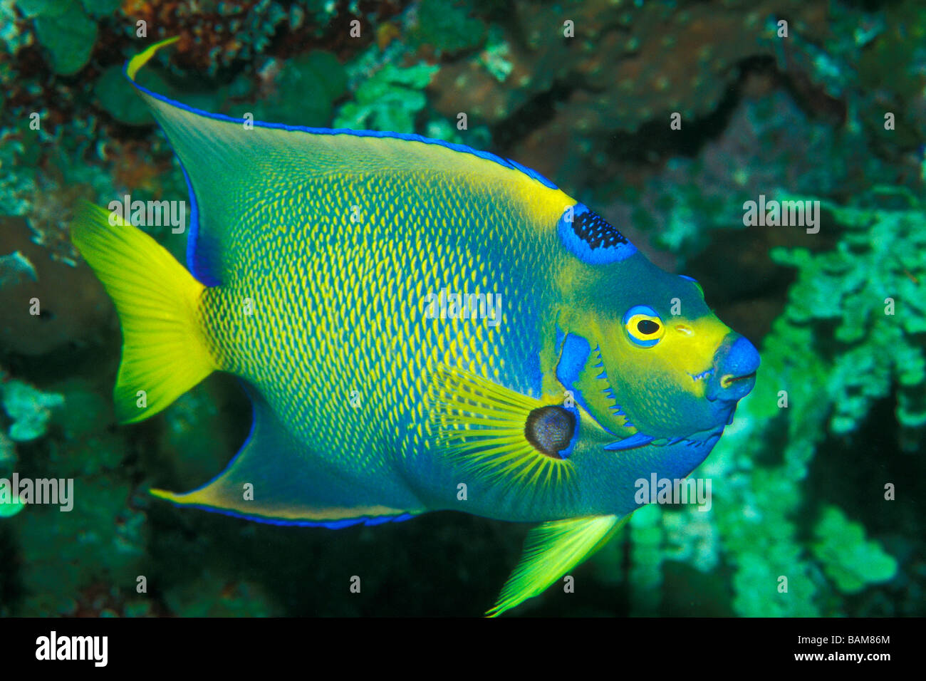 Queen Angelfish Holacanthus ciliaris Caribbean Cuba Stock Photo - Alamy