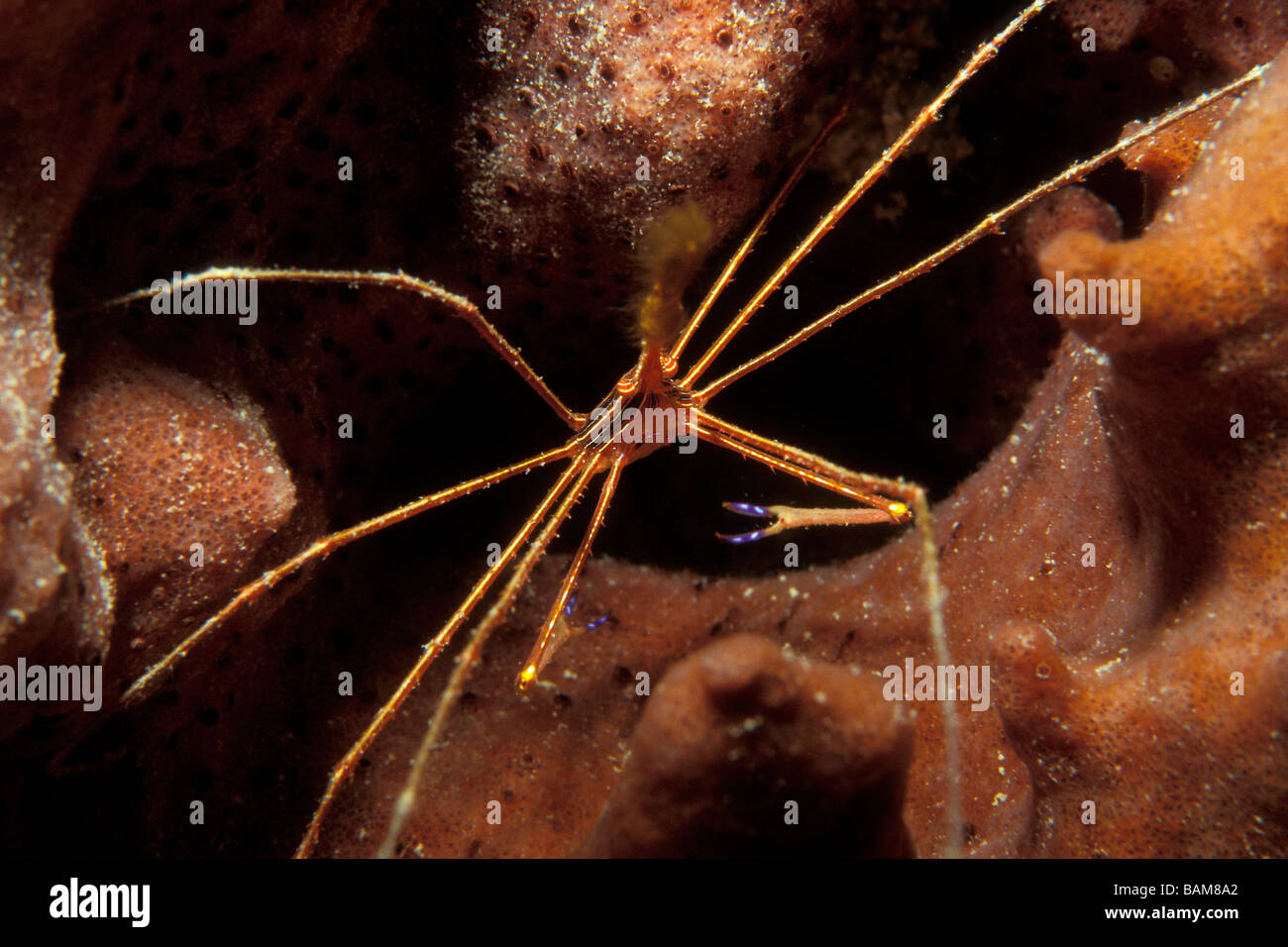 Spider crab coral reef caribbean hi-res stock photography and images ...