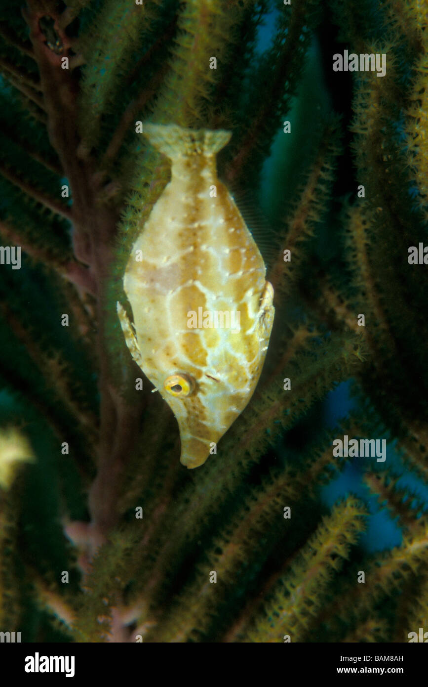 Monacanthus hi-res stock photography and images - Alamy