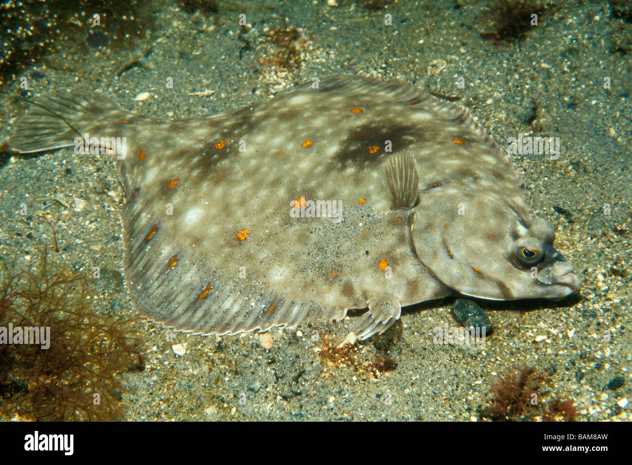 Flatfish atlantic hi-res stock photography and images - Alamy