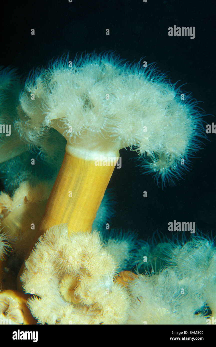 Plumose High Resolution Stock Photography and Images - Alamy