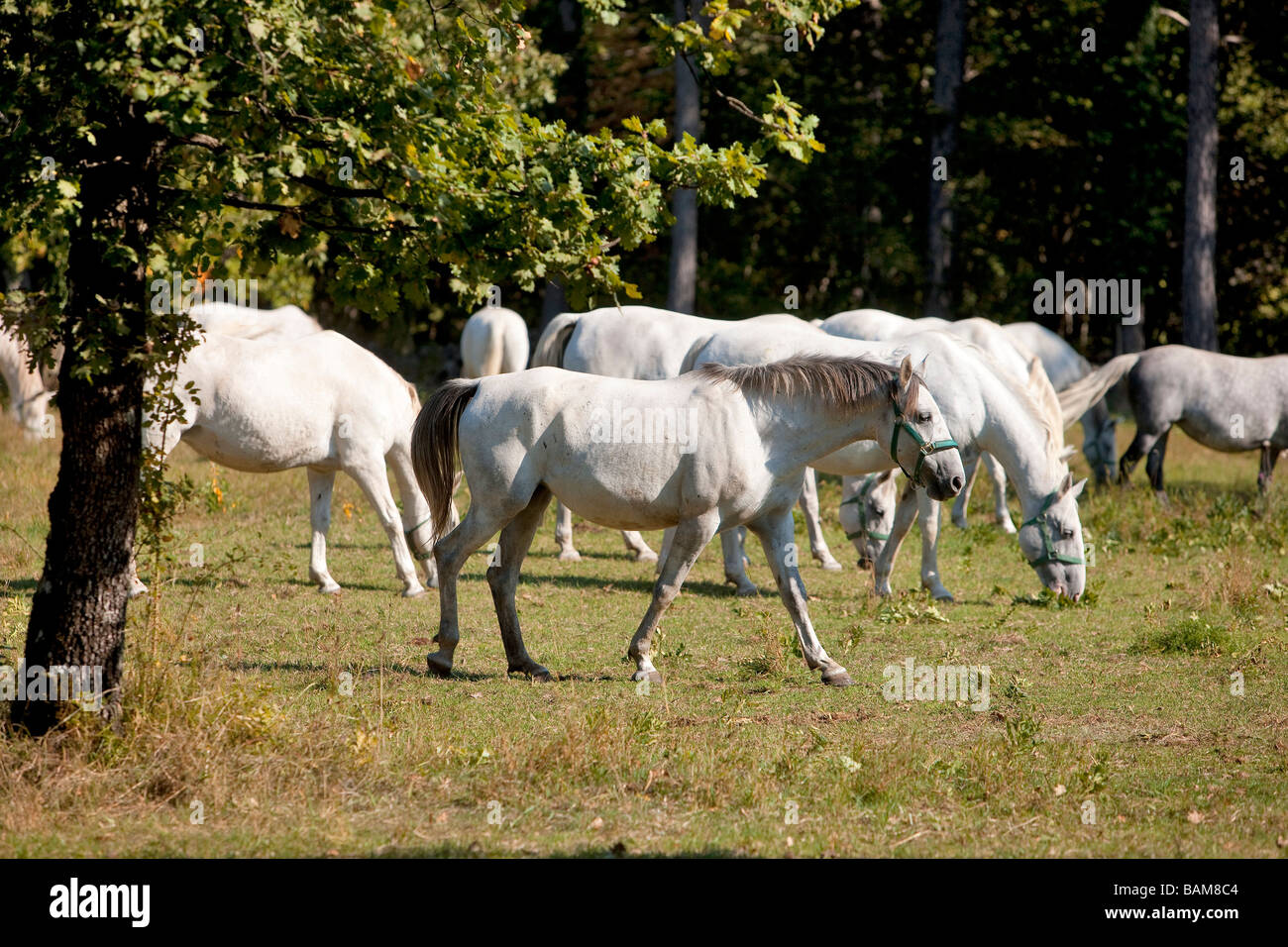 Slovenia, Kras region, Lipica, Lipizzans horses Stock Photo - Alamy
