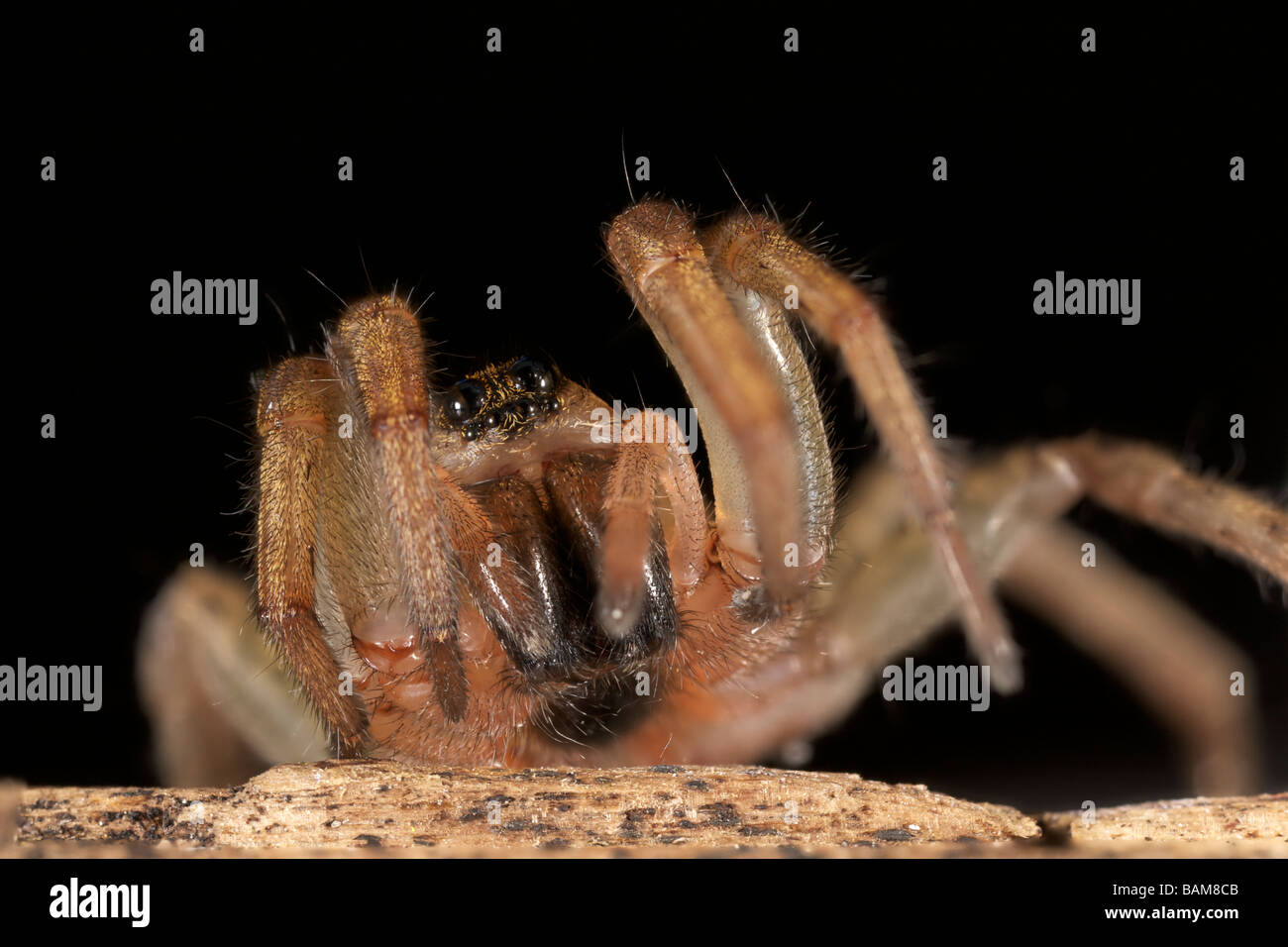 Wolf spider lycosidae hi-res stock photography and images - Alamy
