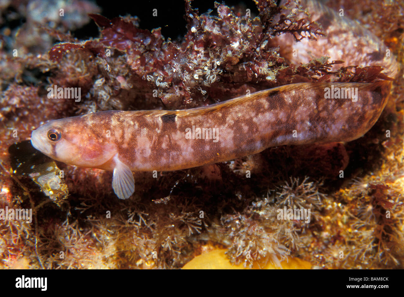 Gunnel fish hi-res stock photography and images - Alamy