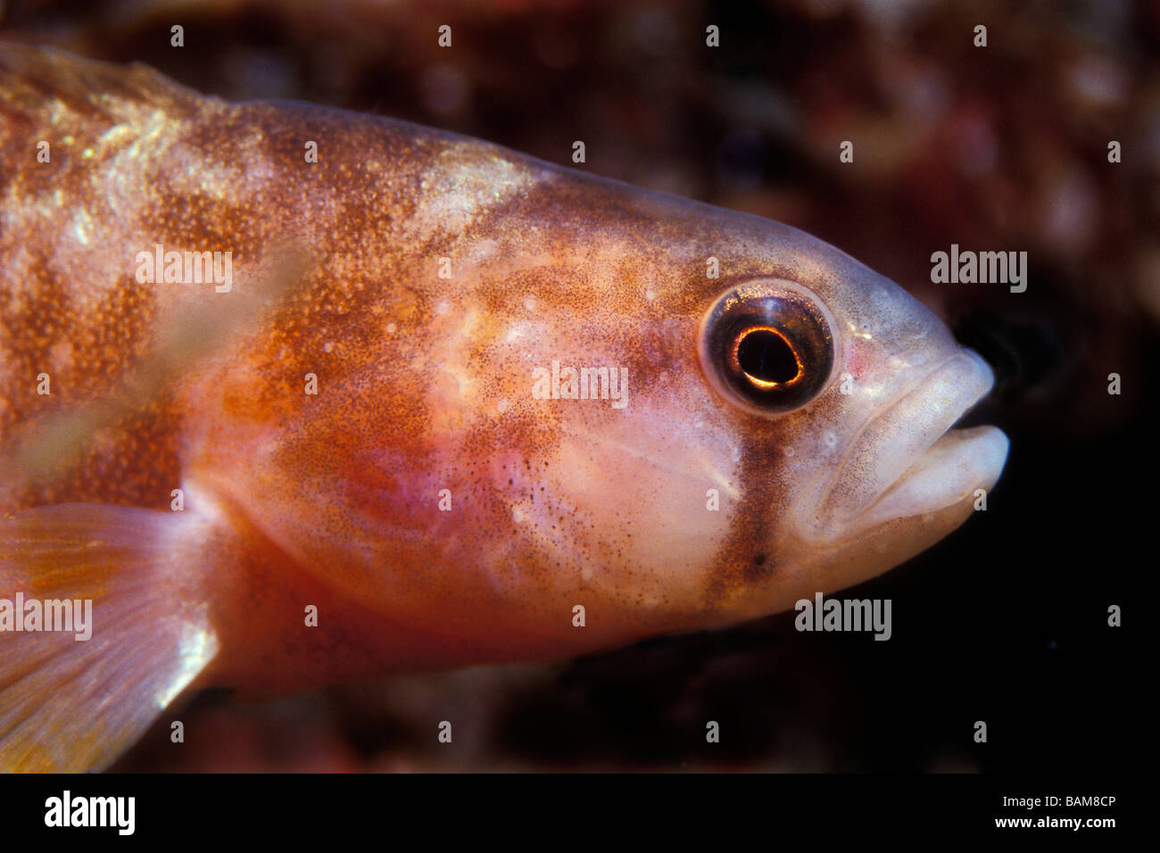 Gunnel hi-res stock photography and images - Alamy