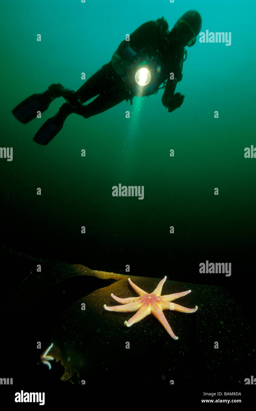 Diver and Starfish Solaster endeca Alesund North Atlantic Norway Stock ...