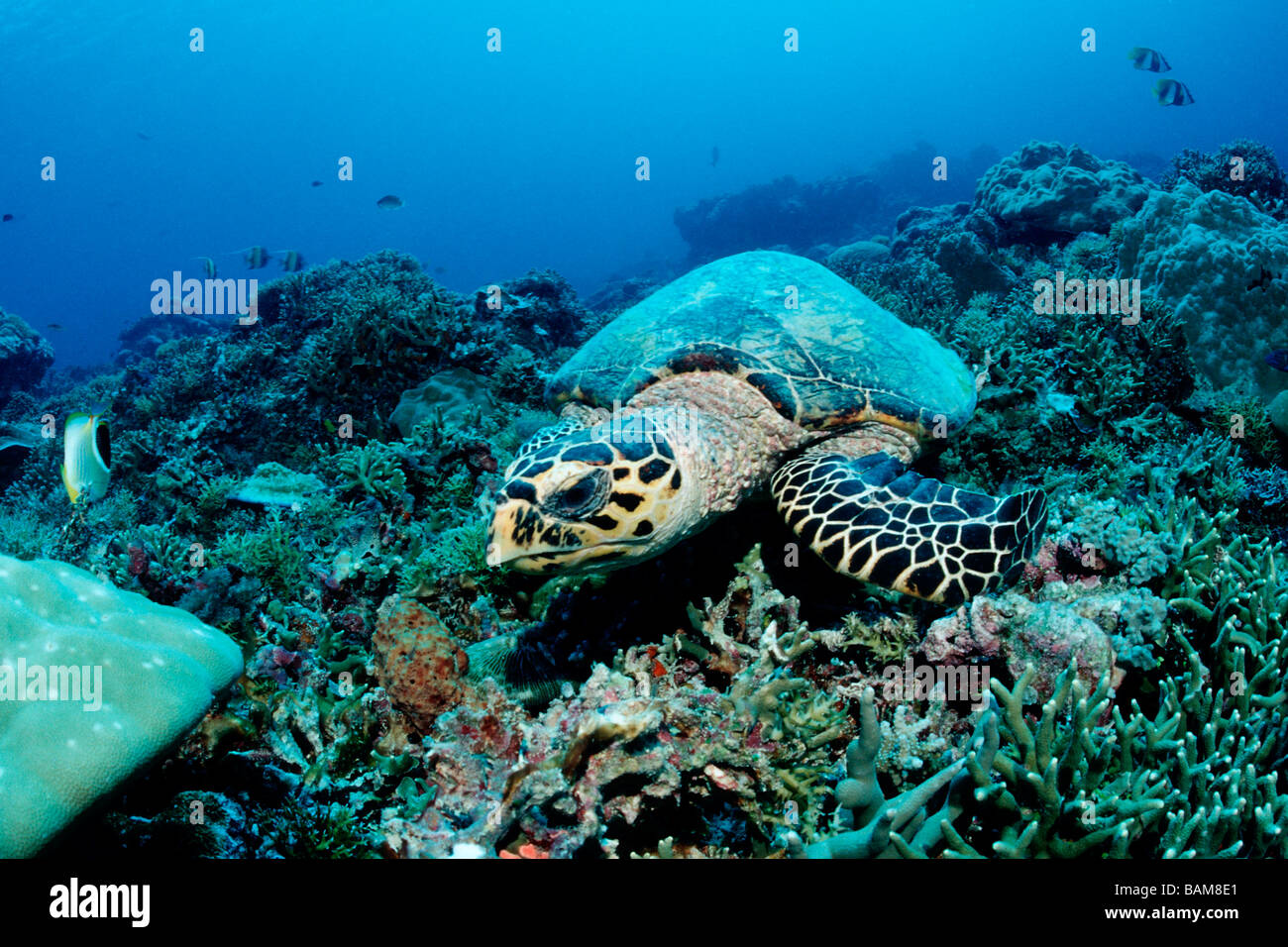 Hawksbill turtle Eretmochelys imbricata Pacific Micronesia Palau Stock ...