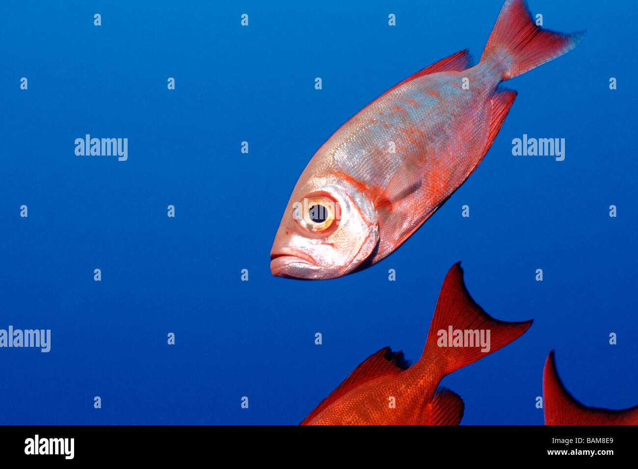 Red Crescent tail Bigeye Priacanthus hamrur Pacific Micronesia Palau ...