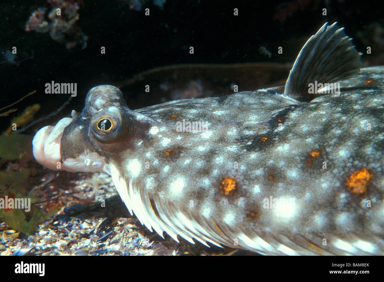 Flounder Atlantic High Resolution Stock Photography and Images - Alamy