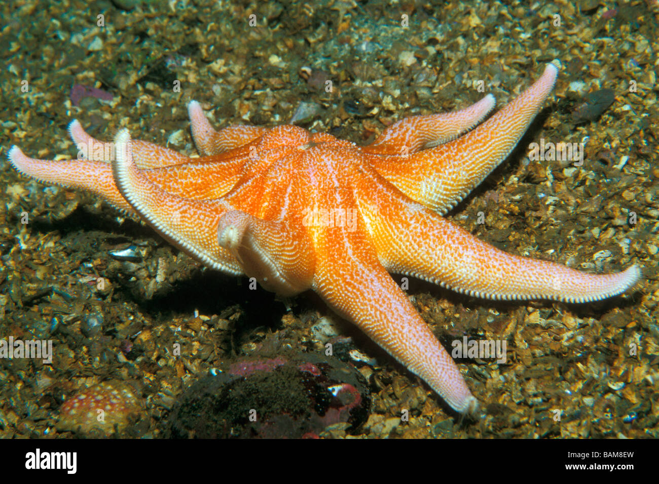 Solaster endeca hi-res stock photography and images - Alamy