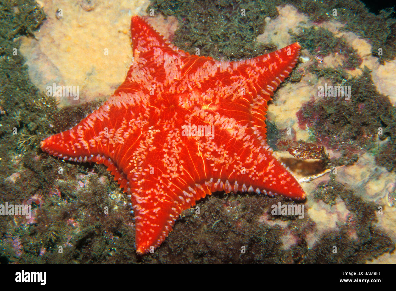 Red Cushion Starfish Porania pulvillus Alesund North Atlantic Norway ...