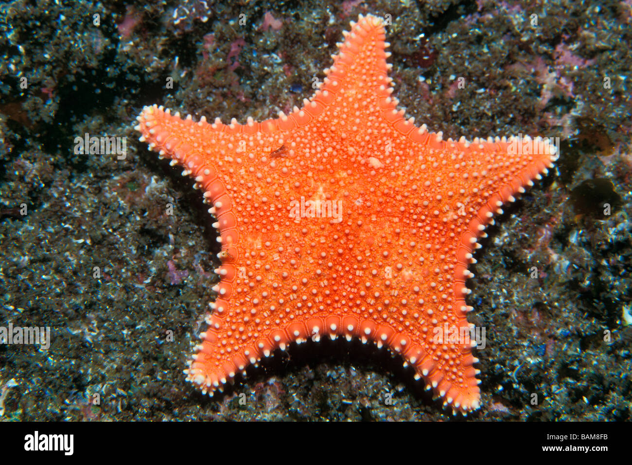 Rigid Cushion Starfish Hippasteria phrygiana Alesund North Atlantic ...