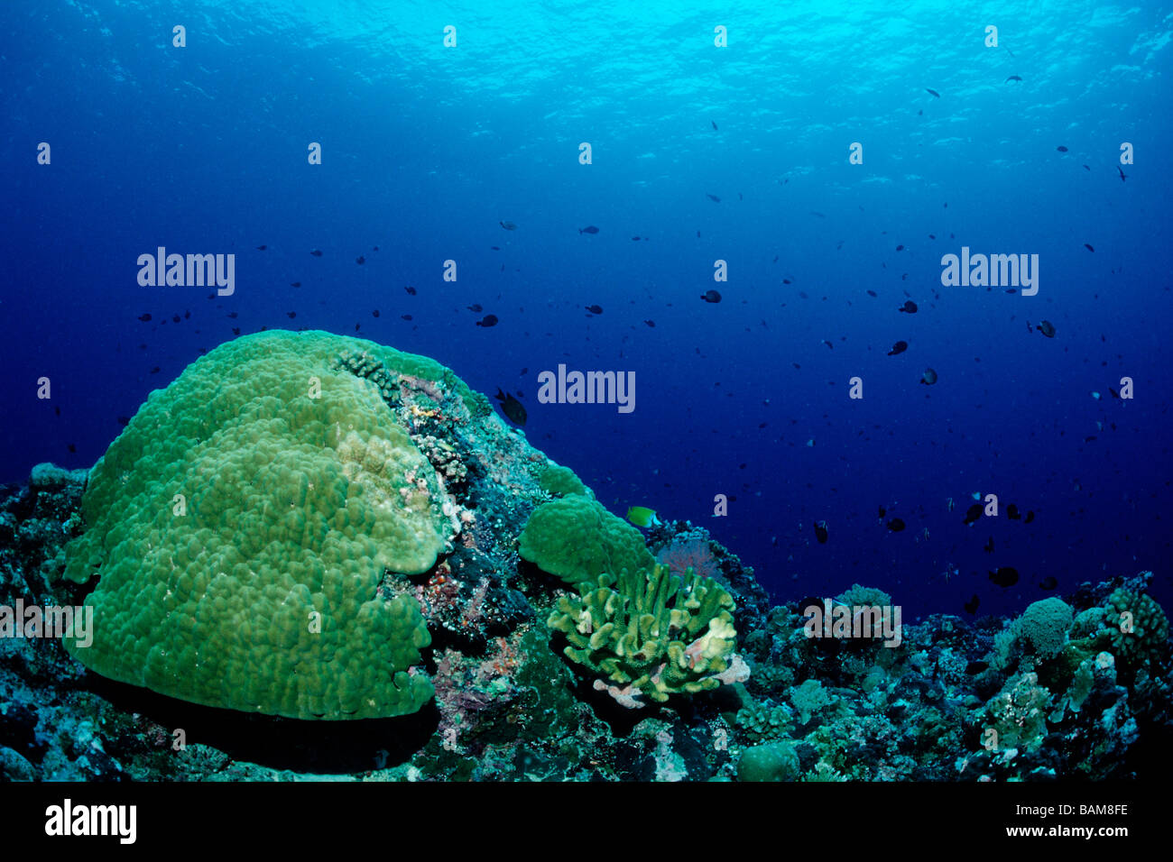 Coral Reef with Stone Corals Pacific Micronesia Palau Stock Photo - Alamy