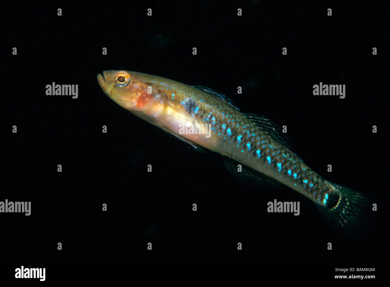 Two spotted Goby Gobiusculus flavescens Alesund North Atlantic Norway ...