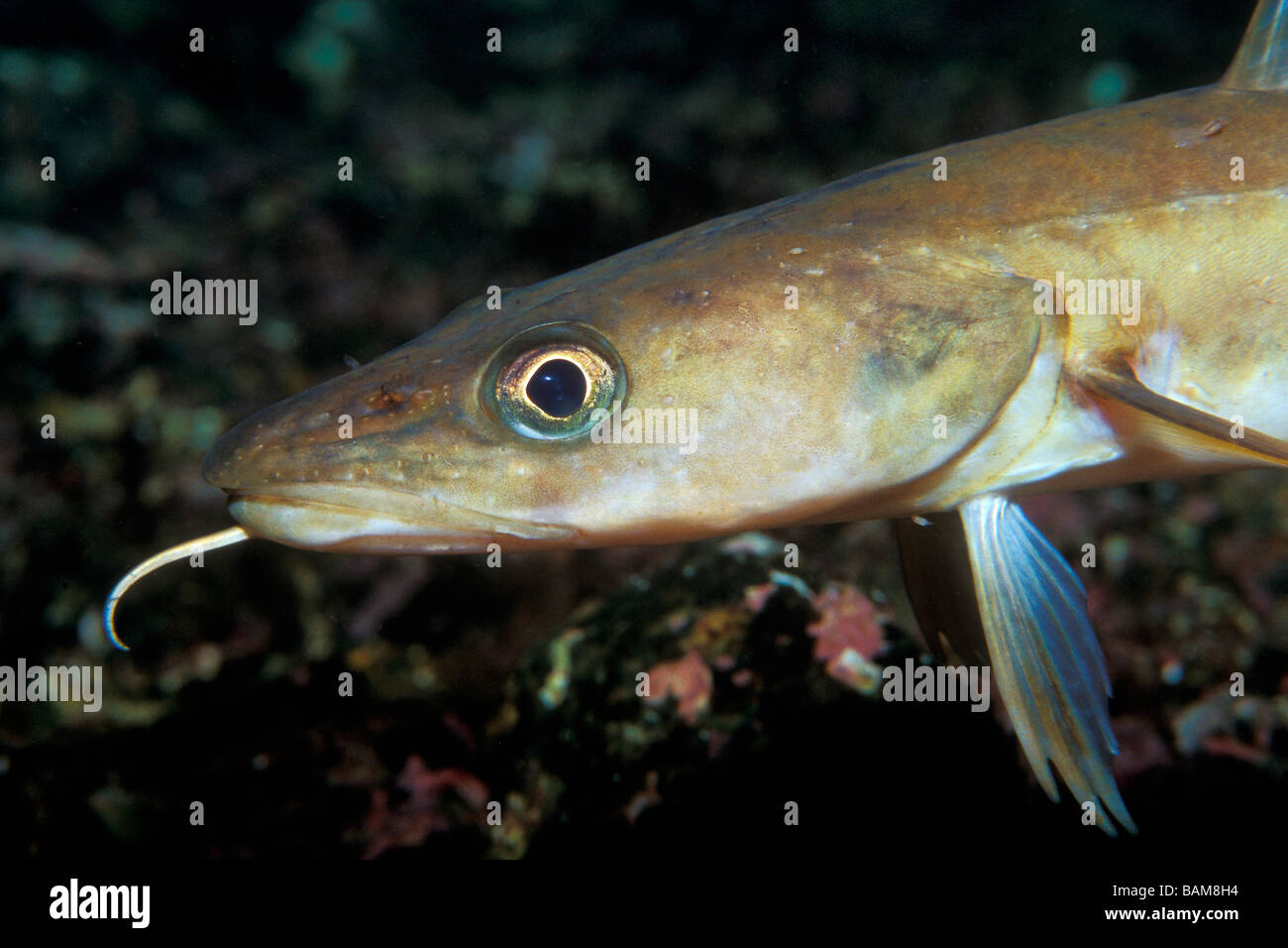 Juvenile Ling Lingfish Molva molva Alesund North Atlantic Norway Stock ...
