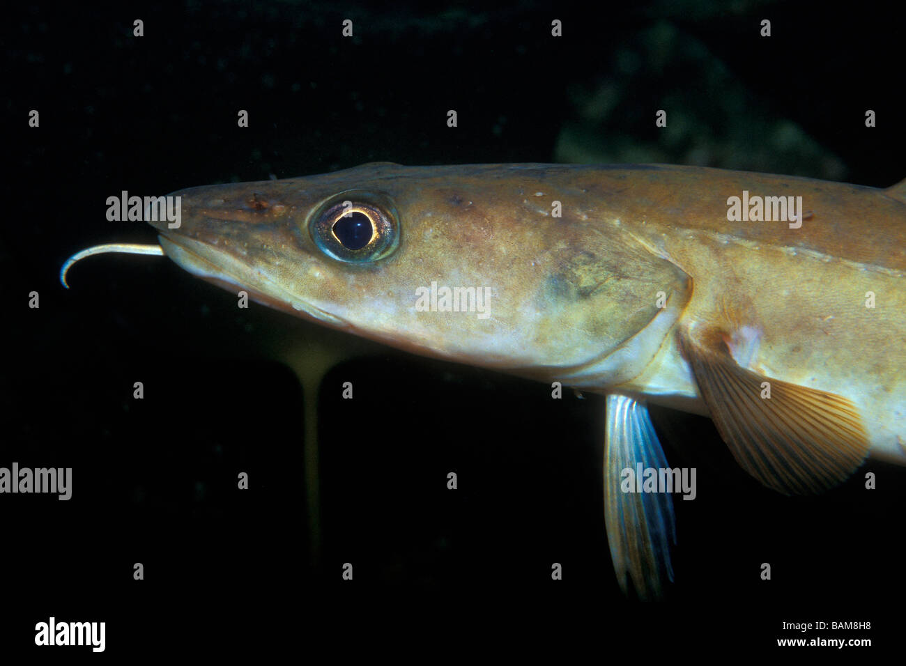 Juvenile Ling Lingfish Molva molva Alesund North Atlantic Norway Stock ...