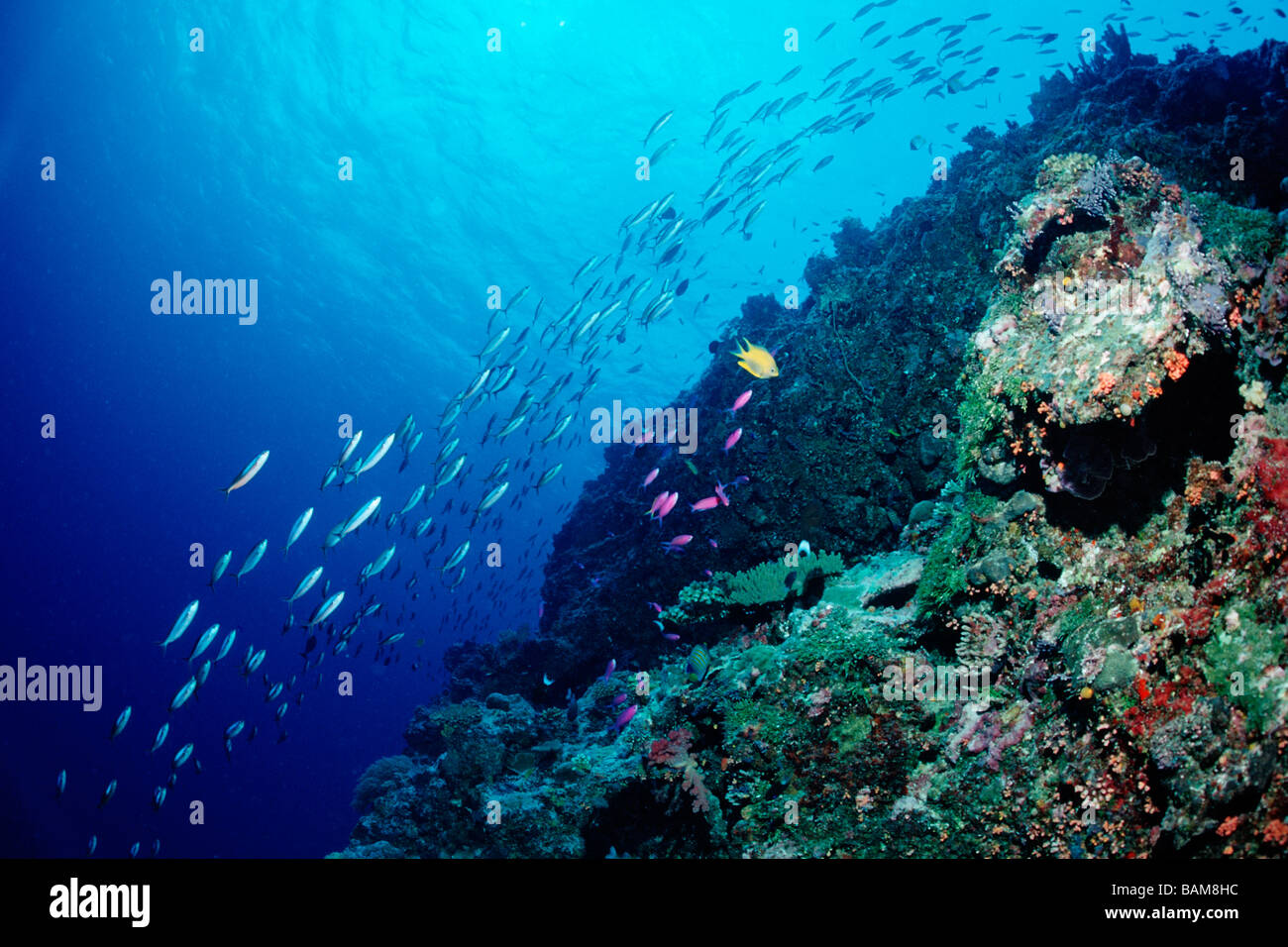 Schooling Fishes in Coral Reef Pacific Micronesia Palau Stock Photo - Alamy