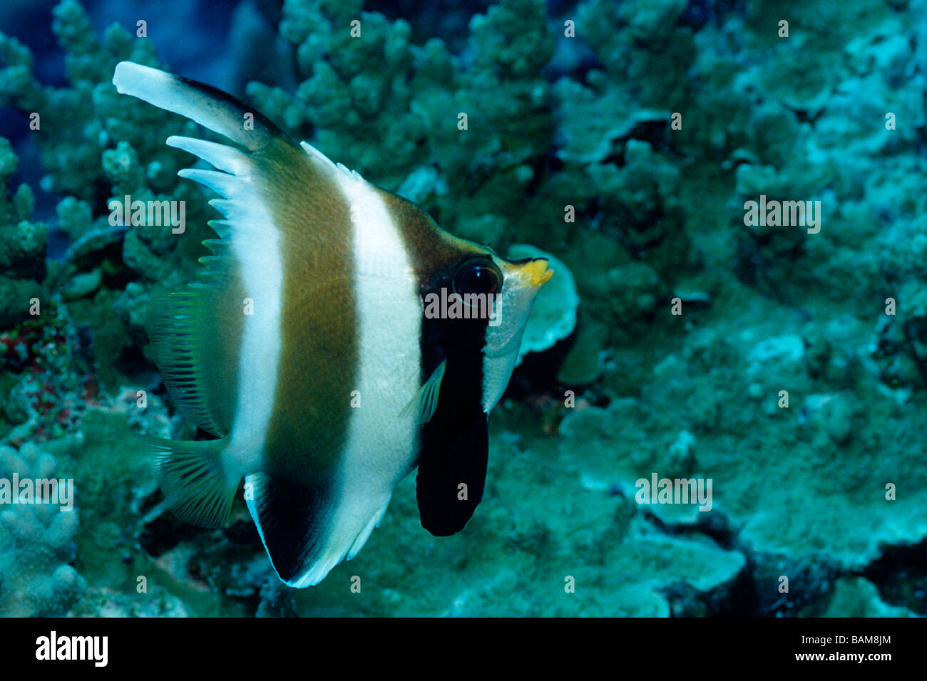 Pennant bannerfishes hi-res stock photography and images - Alamy