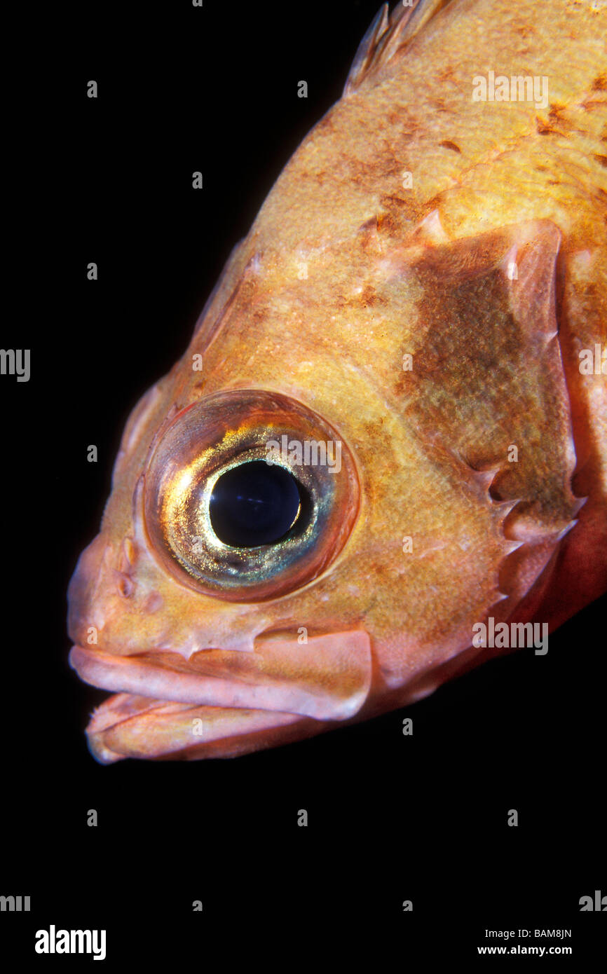 Viviparus viviparus hi-res stock photography and images - Alamy