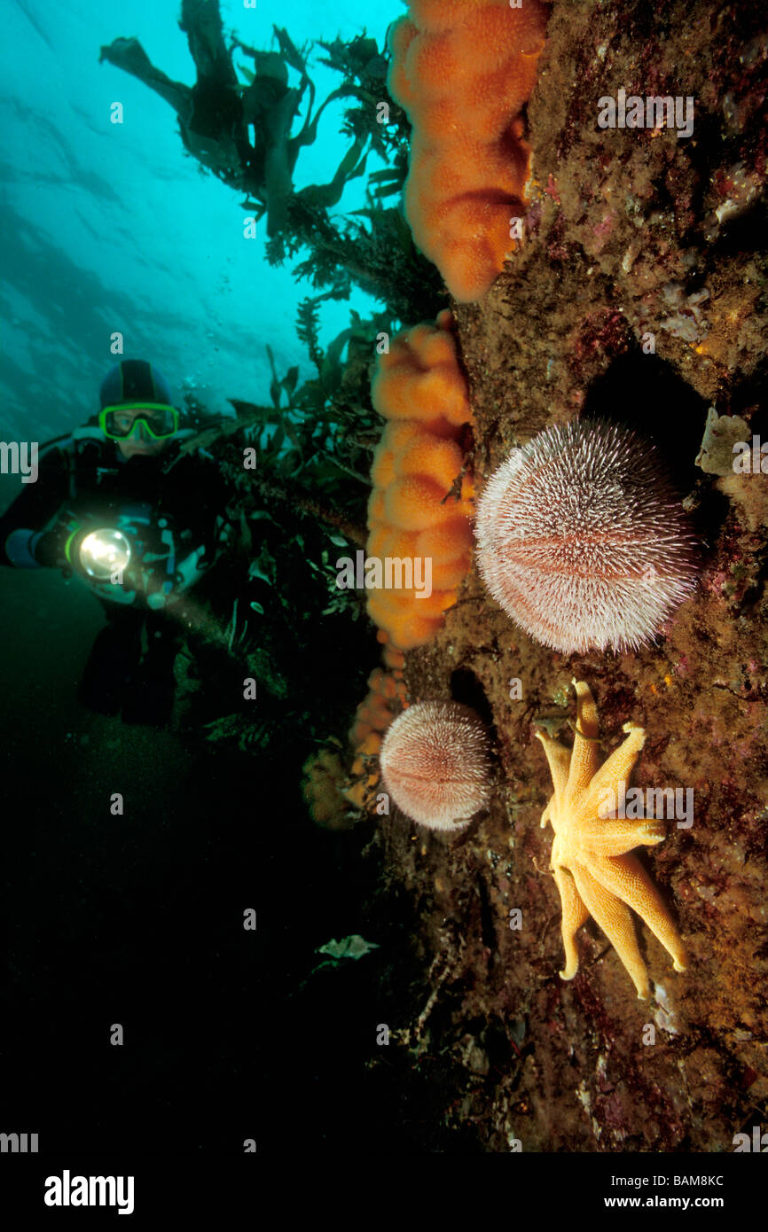 Diver at Reef with Sea Urchins and Solaster Starfish Solaster endeca ...