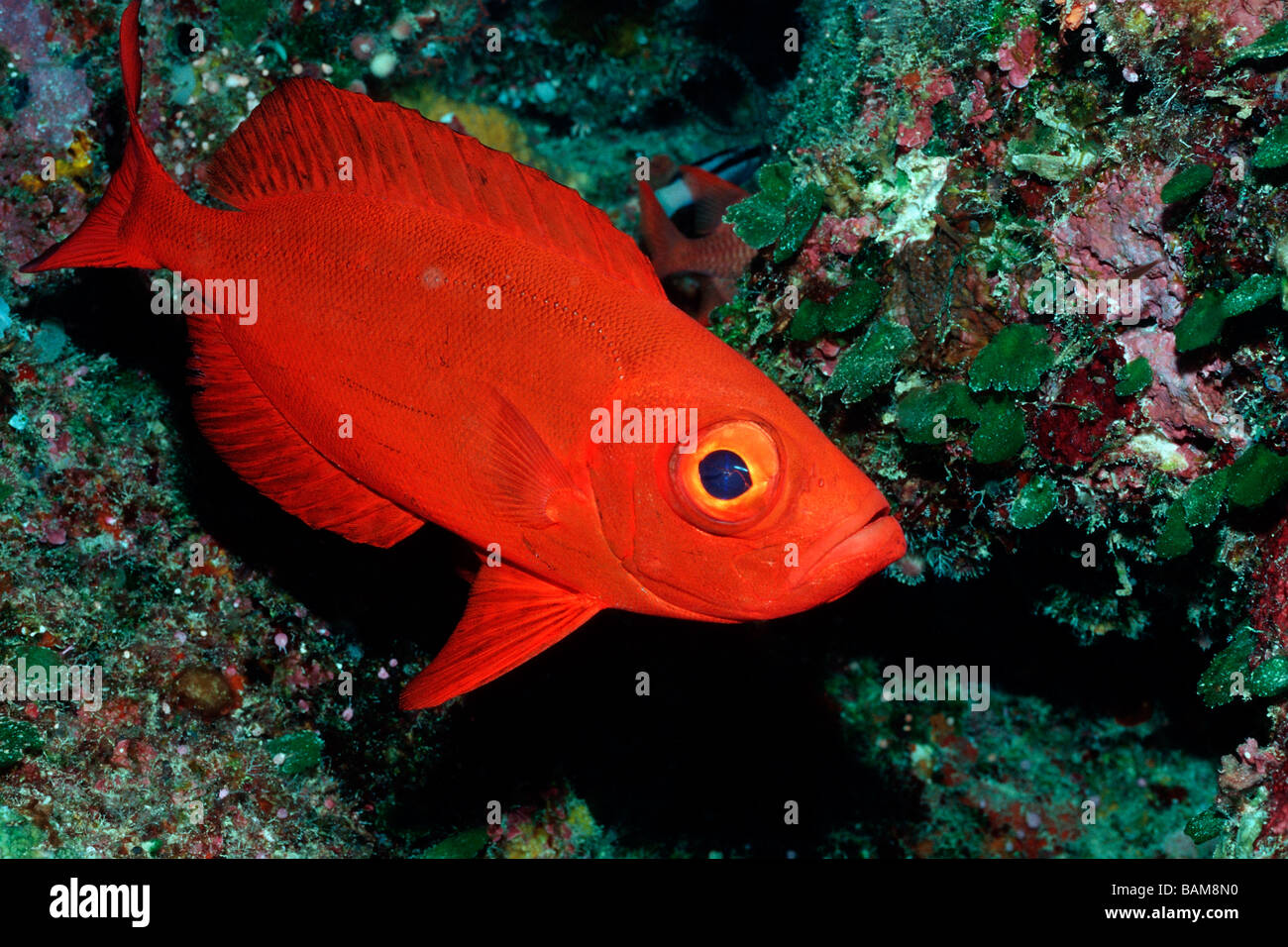 Red Crescent tail Bigeye Priacanthus hamrur Pacific Micronesia Palau ...