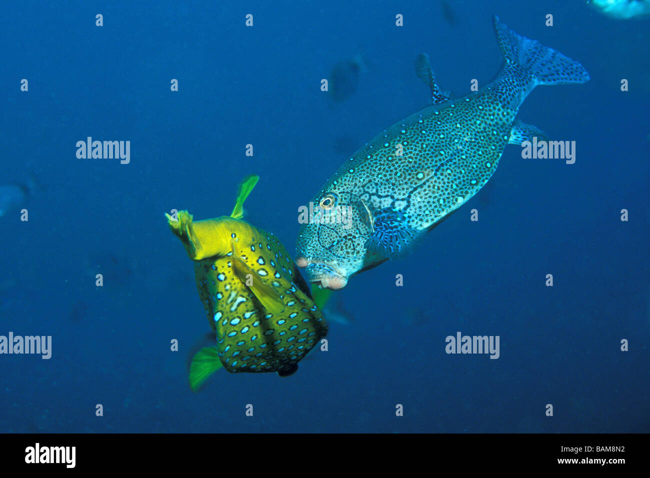 Yellow Boxfishes Ostracion cubicus Aliwal Shoal South Africa Stock ...