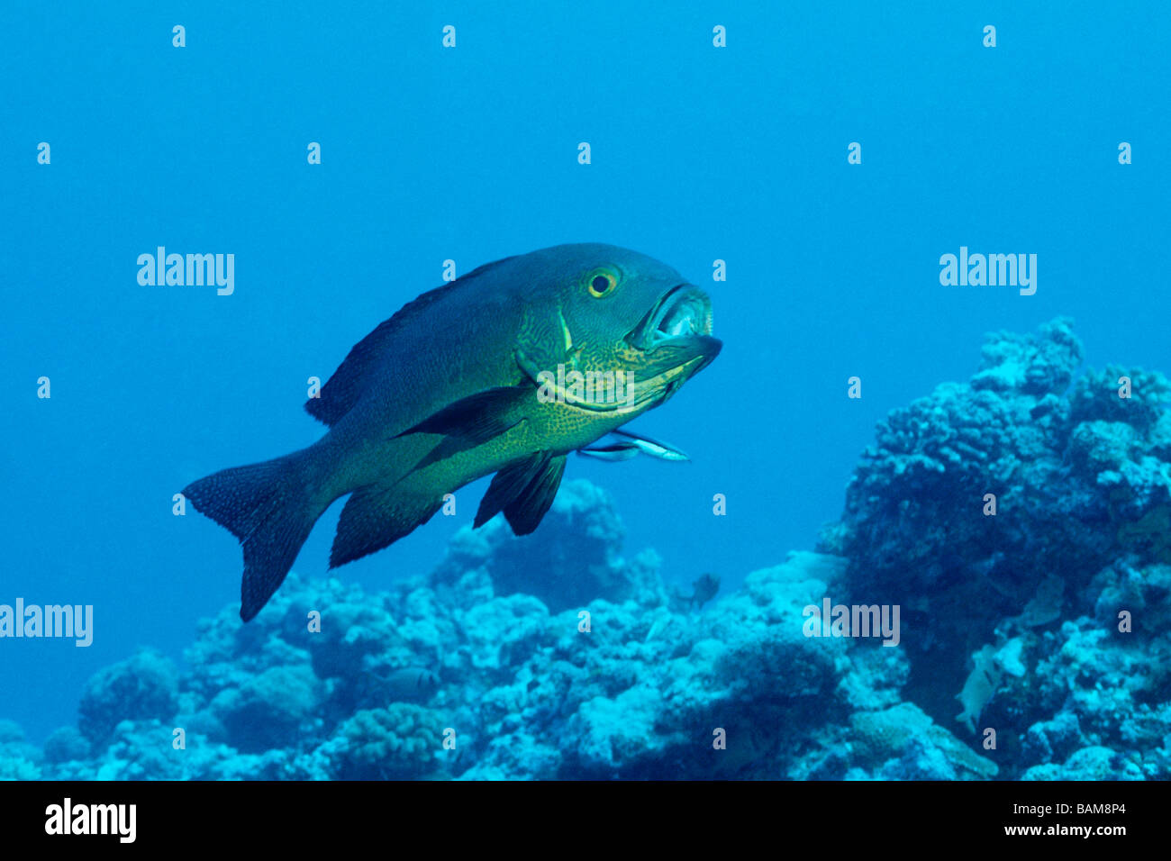 Black and White Snapper cleaned by Cleaner Wrasses Macolor macularis ...