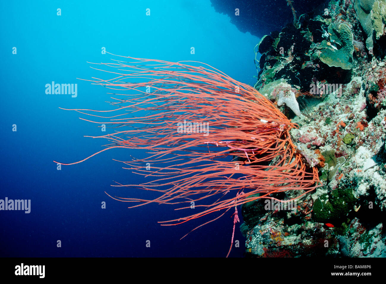 Red whip coral ellisella ceratophyta hi-res stock photography and ...