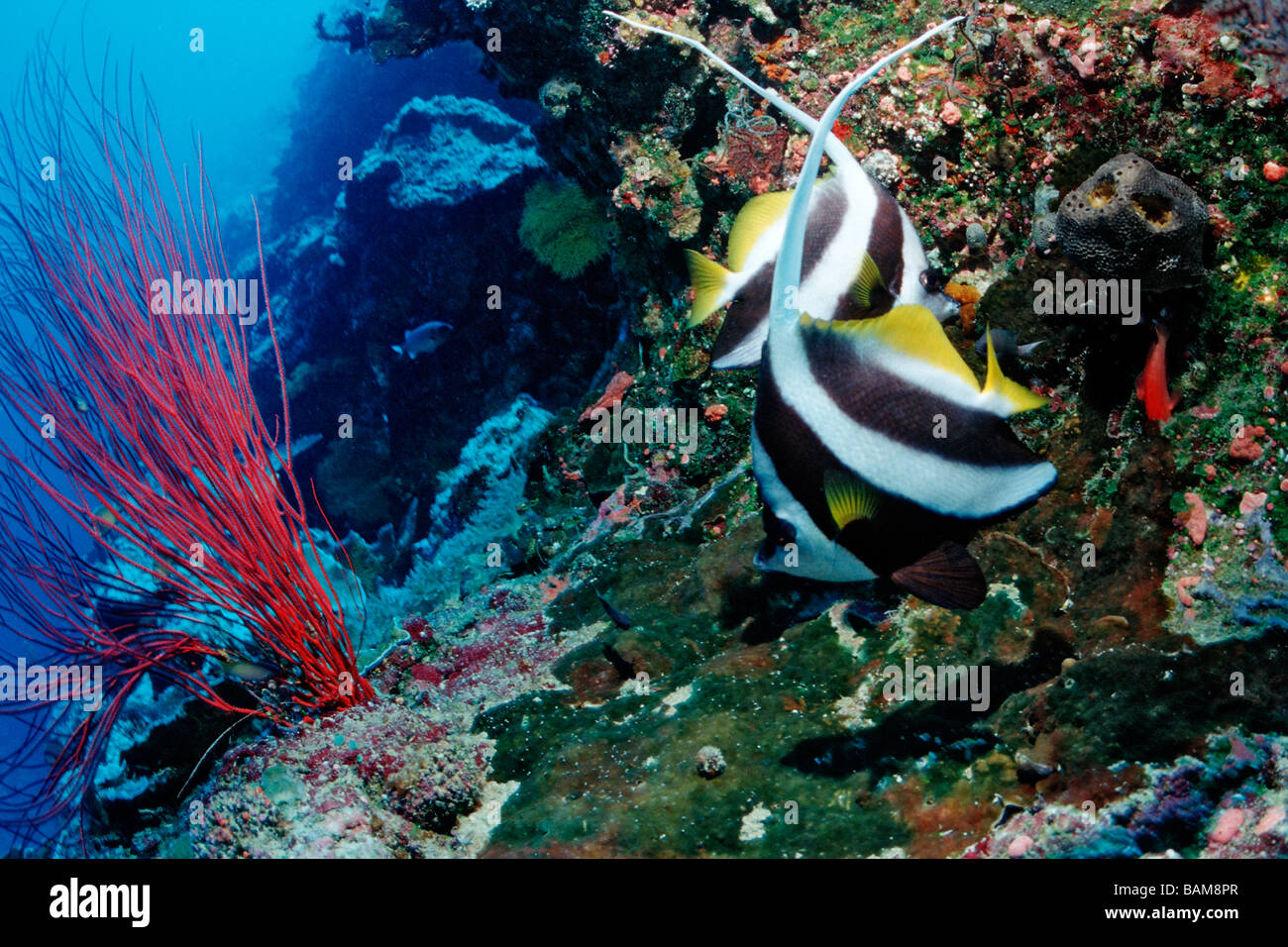 Pair of Longfin Bannerfish Heniochus acuminatus Pacific Micronesia ...