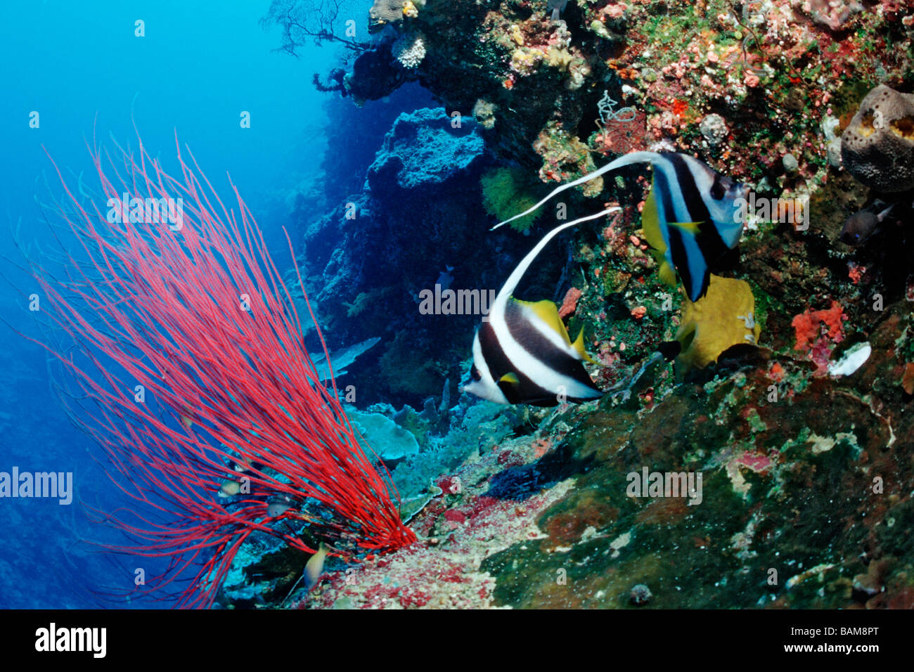 Pair of Longfin Bannerfish Heniochus acuminatus Pacific Micronesia ...