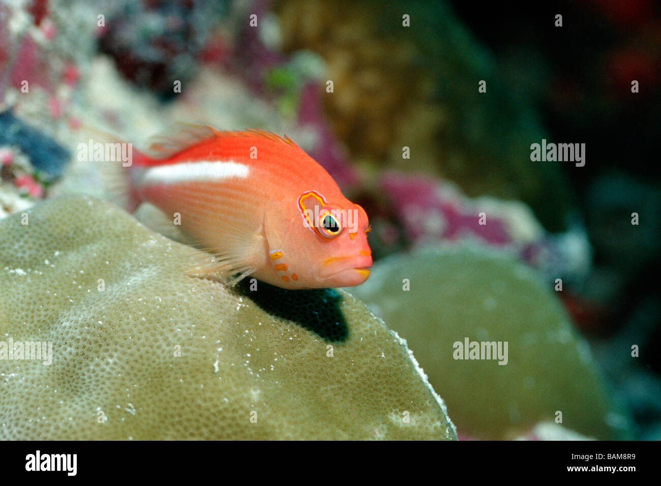 Arc eye Hawkfish Paracirrhites arcatus Pacific Micronesia Palau Stock ...