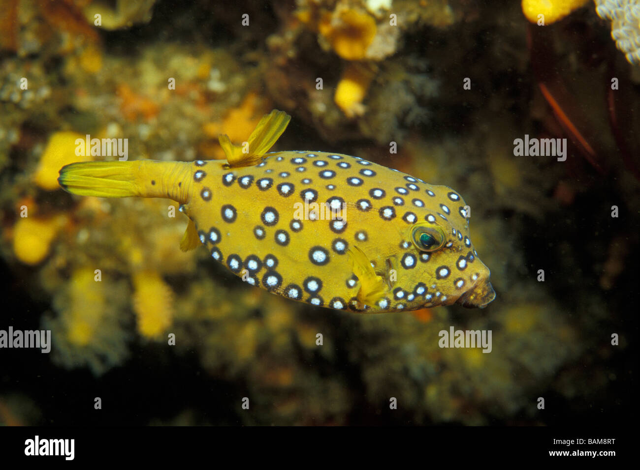 Yellow Boxfishes Ostracion cubicus Aliwal Shoal South Africa Stock ...