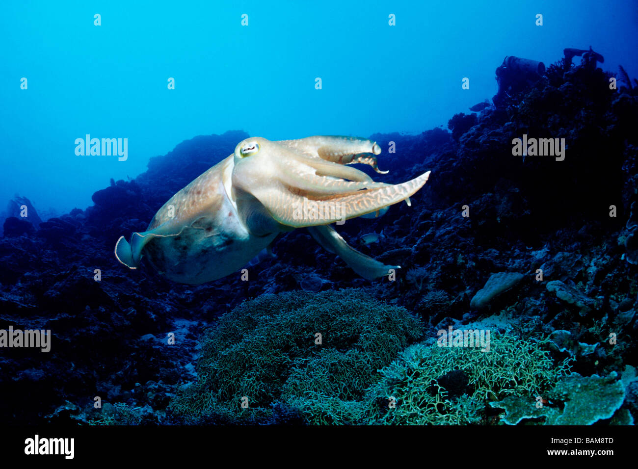 Reef Cuttlefish Sepia spec Pacific Micronesia Palau Stock Photo - Alamy