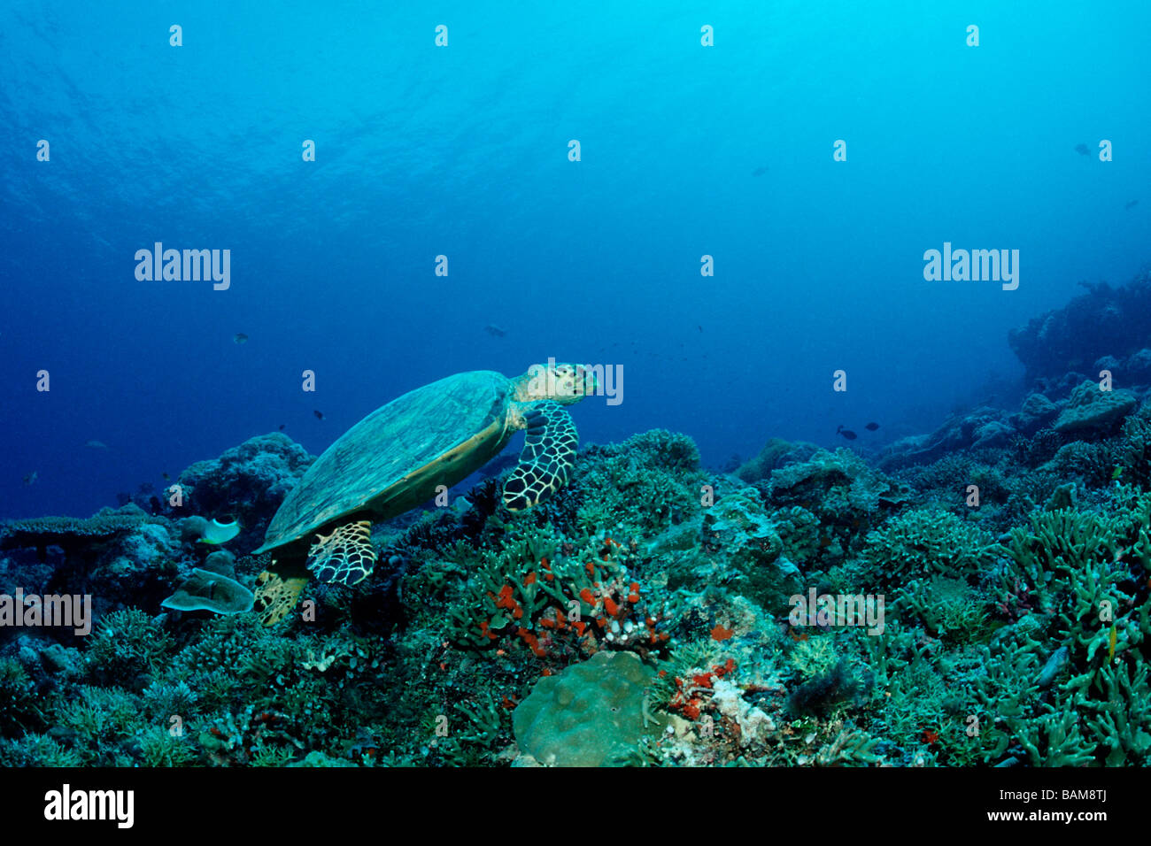 Hawksbill turtle Eretmochelys imbricata Pacific Micronesia Palau Stock ...